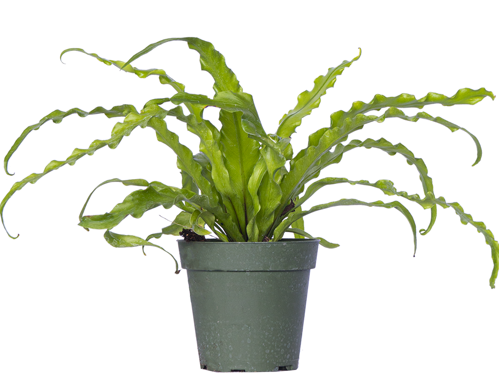 Asplenium Victoria | Birds Nest Fern | 4" Pot | Pet Friendly And Easy ...