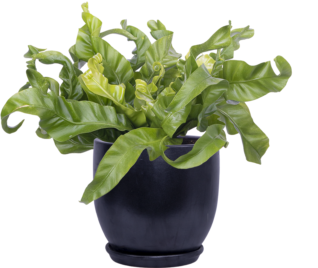 Asplenium Hurricane | Birds Nest Fern | 6" Pot | Pet Friendly ...