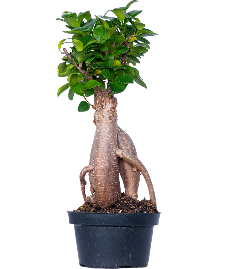 Ficus Ginseng Microcarpa | Bonsai Tree | 13cm | Houseplant | Plantsome