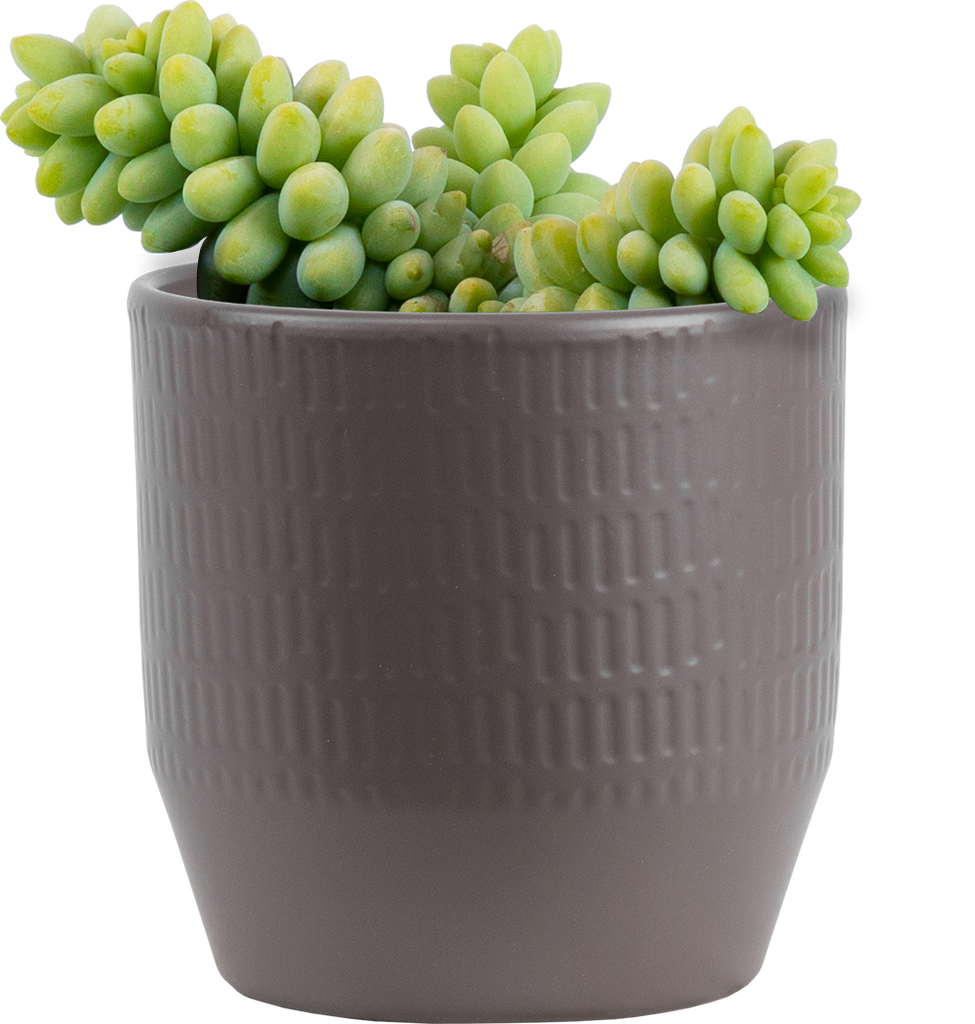 Sedum Morganianum | String of Burritos | 4" Pot | Houseplant | Plantsome