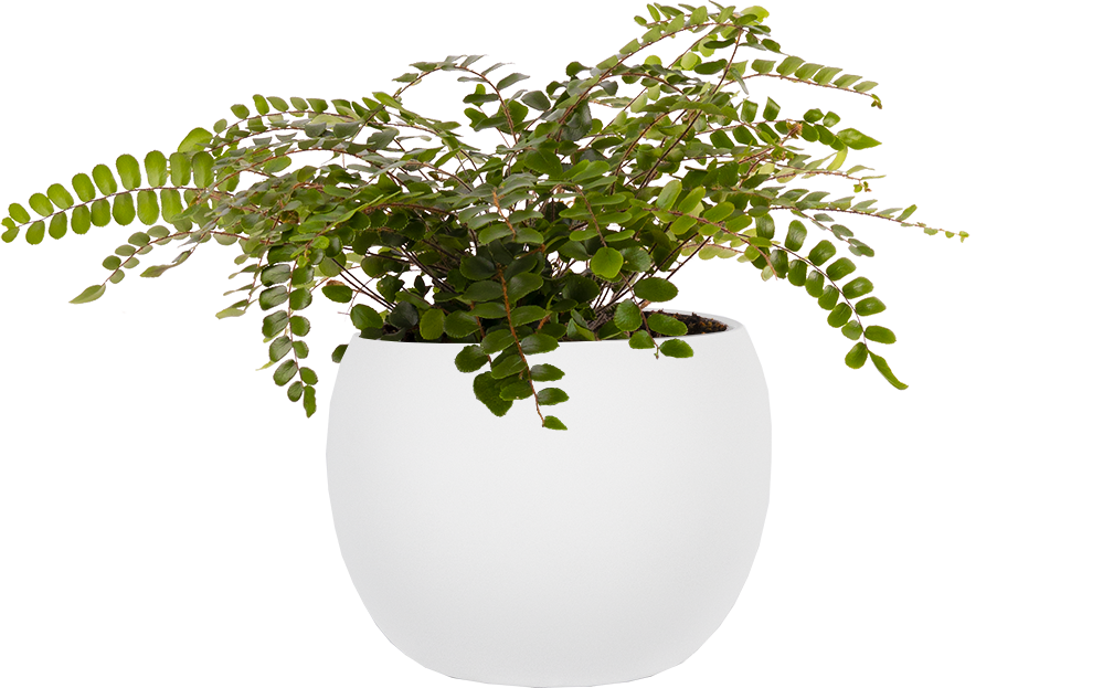 Pellaea Rotundifolia | Button Fern | 6" Pot | Pet Friendly Houseplant ...