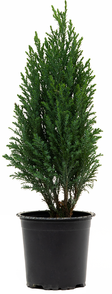 Euro Cypress | 4" Pot | Houseplant | Plantsome