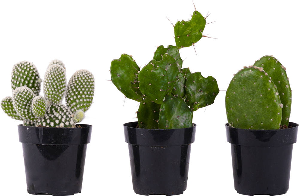 Cactus Trio - Assorted | | Easy Care | Plantsome