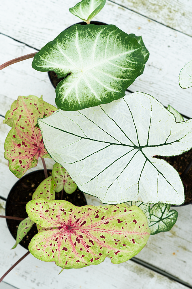Caladium | Allure | 6" Pot | Houseplant | Plantsome