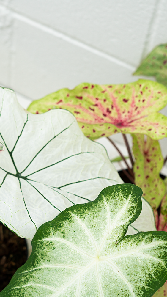 Caladium | Allure | 6" Pot | Houseplant | Plantsome