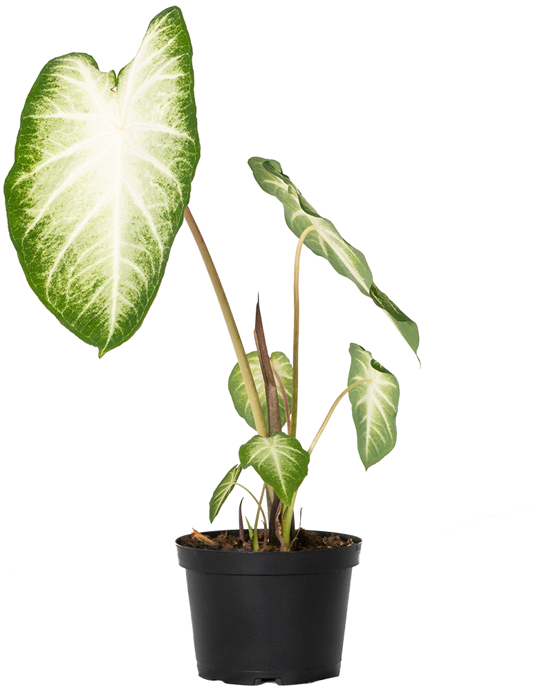 Caladium | Aaron | 6" Pot | Houseplant | Plantsome