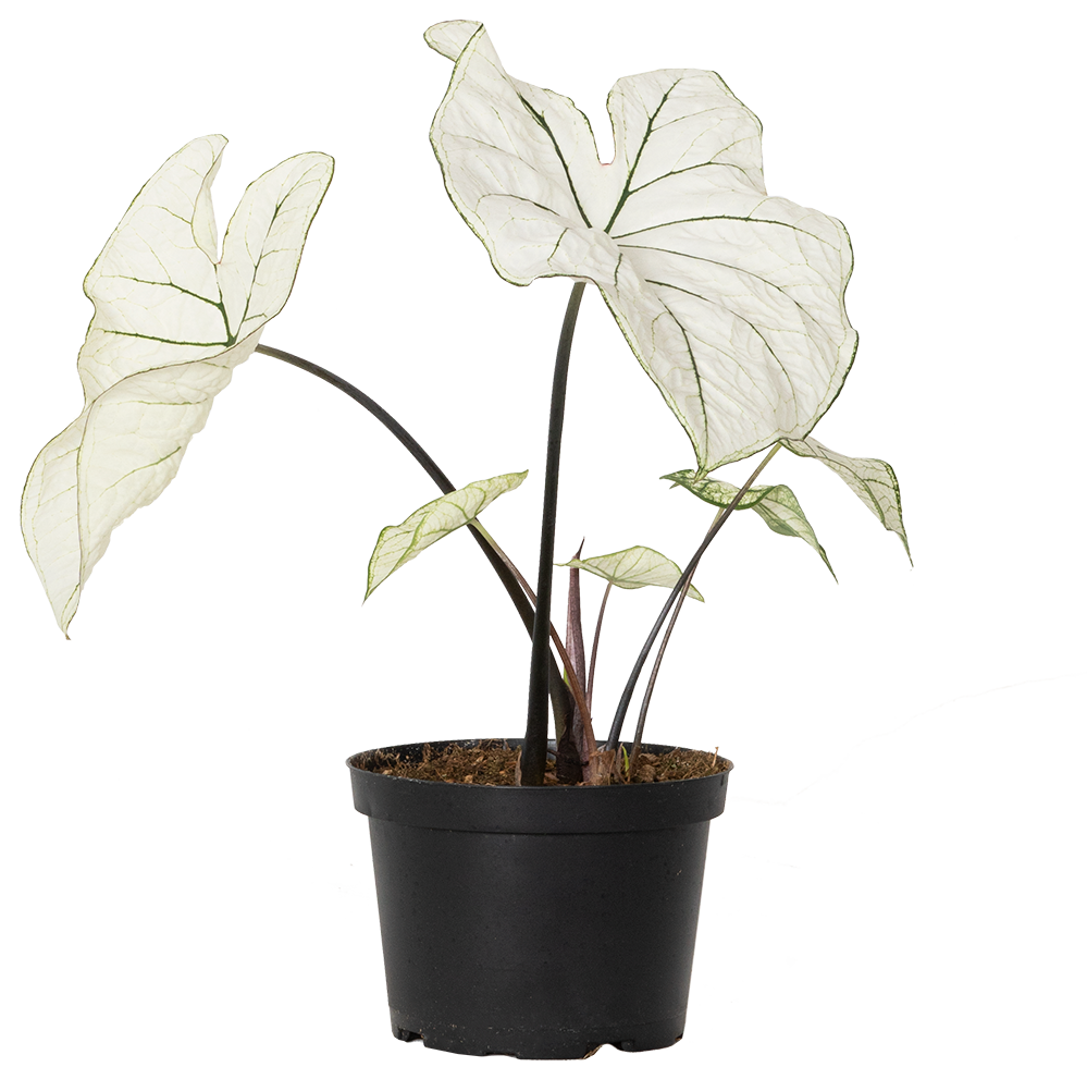 Caladium | Allure | 6" Pot | Houseplant | Plantsome