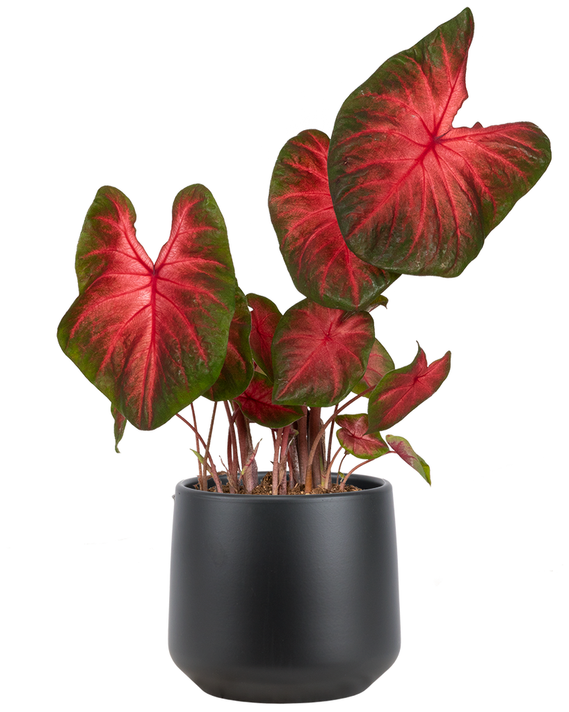 Caladium | Postman Joyner | 6" Pot | Houseplant | Plantsome