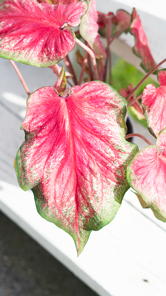 Caladium Tickle Me Pink | 12.5" Pot | Houseplant | Plantsome