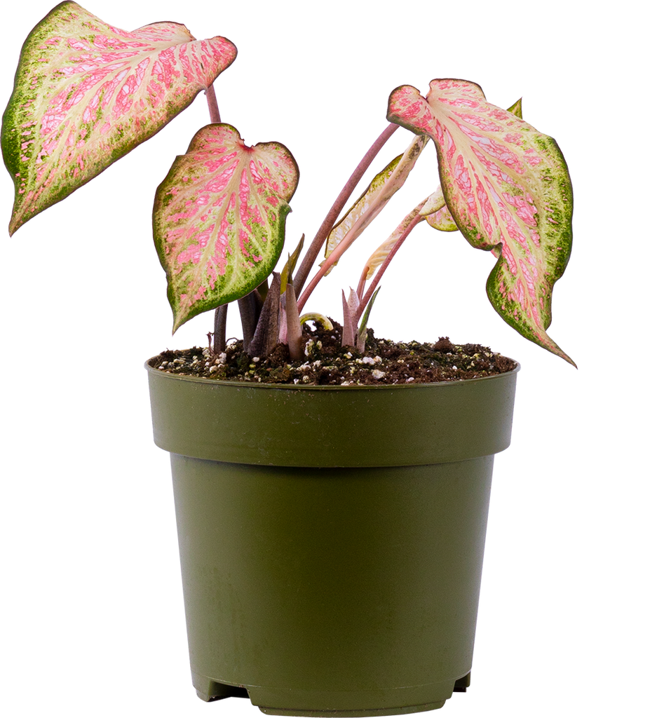 Caladium | Candyland | 8" Pot | Houseplant | Plantsome