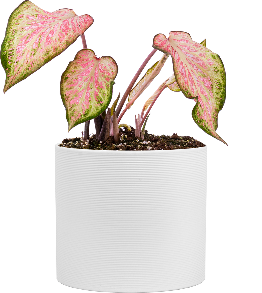 Caladium | Candyland | 8" Pot | Houseplant | Plantsome