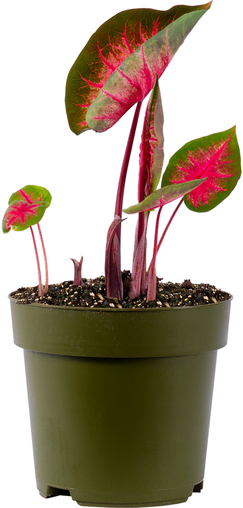 Caladium | Classic Pink | 8" Pot | Houseplant | Plantsome