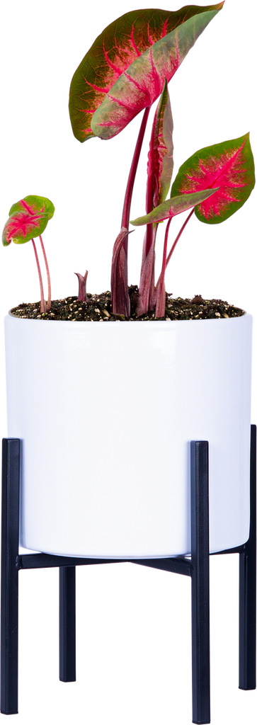 Caladium | Classic Pink | 8" Pot | Houseplant | Plantsome