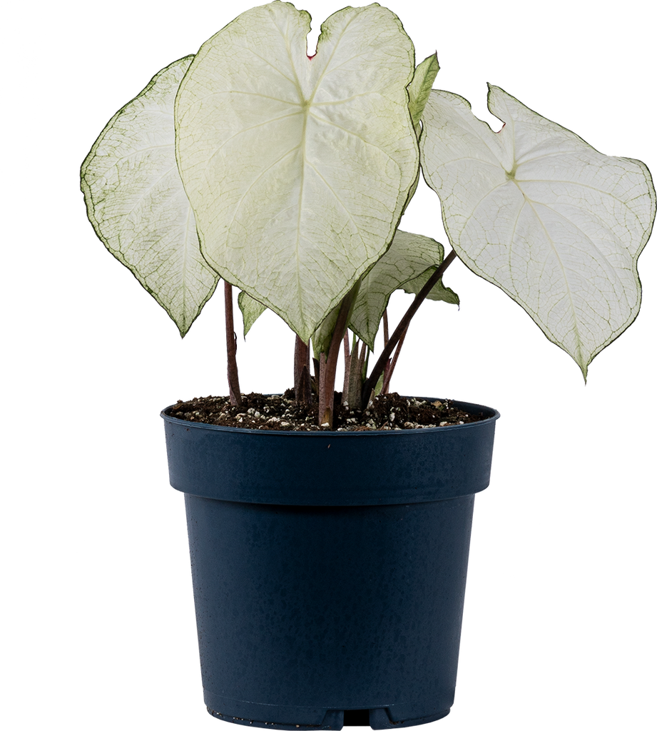 Caladium | Moonlight | 8" Pot | Garden Plant | Plantsome