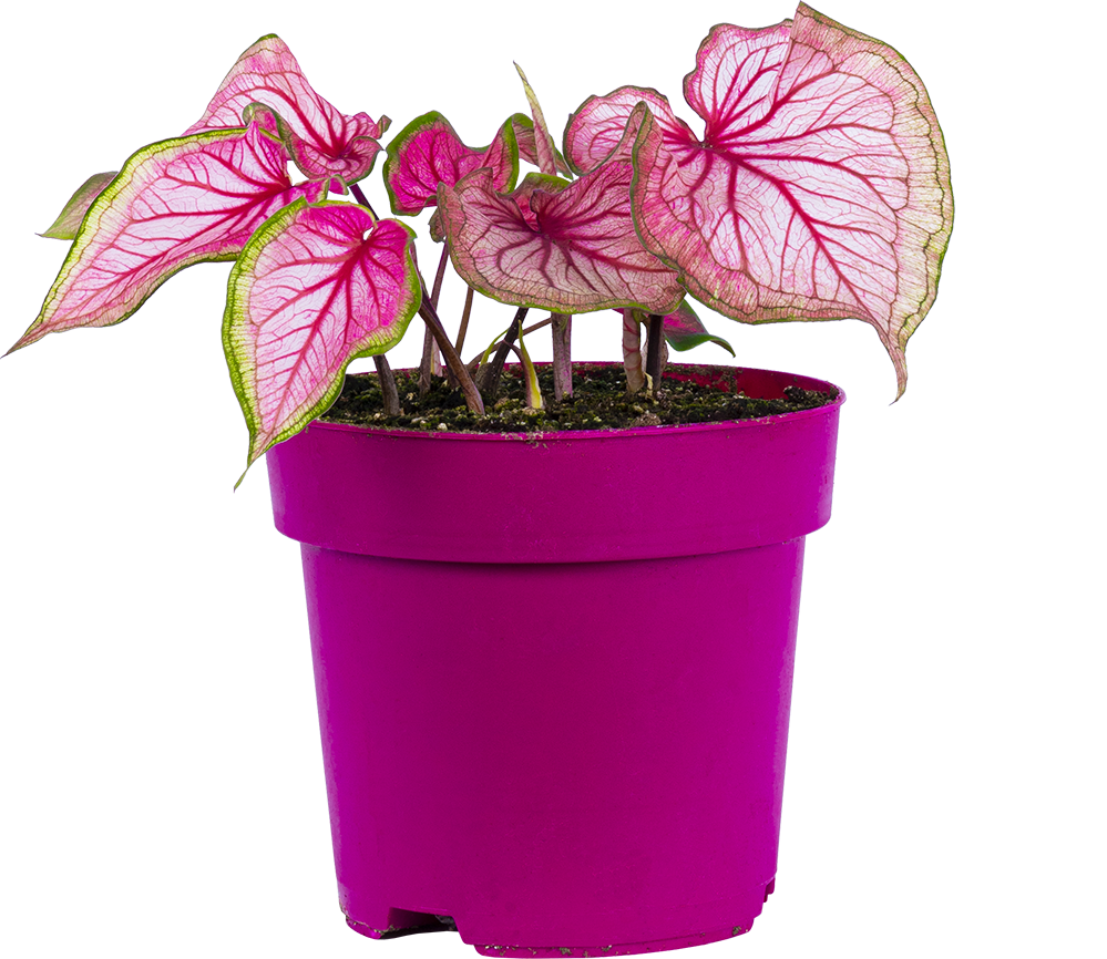 Caladium | Florida Sweetheart | 8" Pot | Houseplant | Plantsome