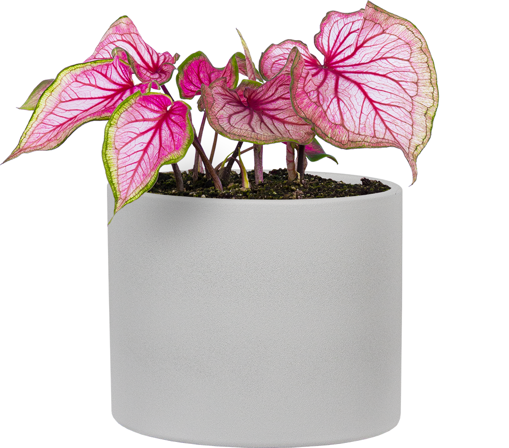 Caladium | Florida Sweetheart | 8" Pot | Houseplant | Plantsome