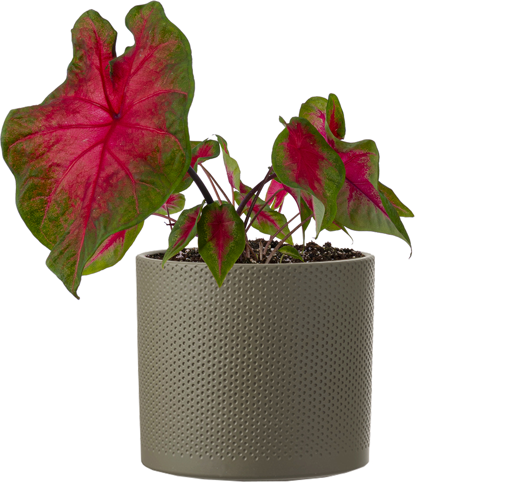 Caladium | Frieda Hemple | 8" Pot | Houseplant | Plantsome