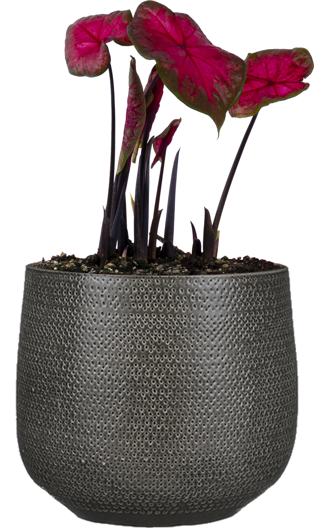 Caladium | Postman Joyner | 8" Pot | Houseplant | Plantsome