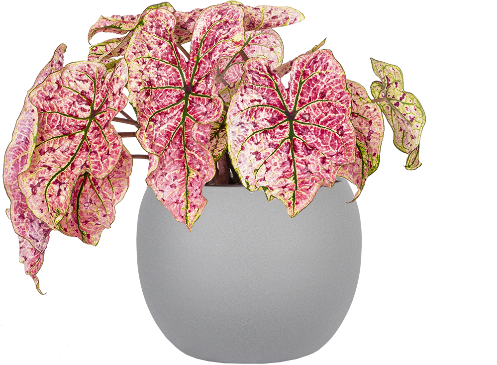 Caladium Splash of Wine | 12.5" Pot | Houseplant | Plantsome
