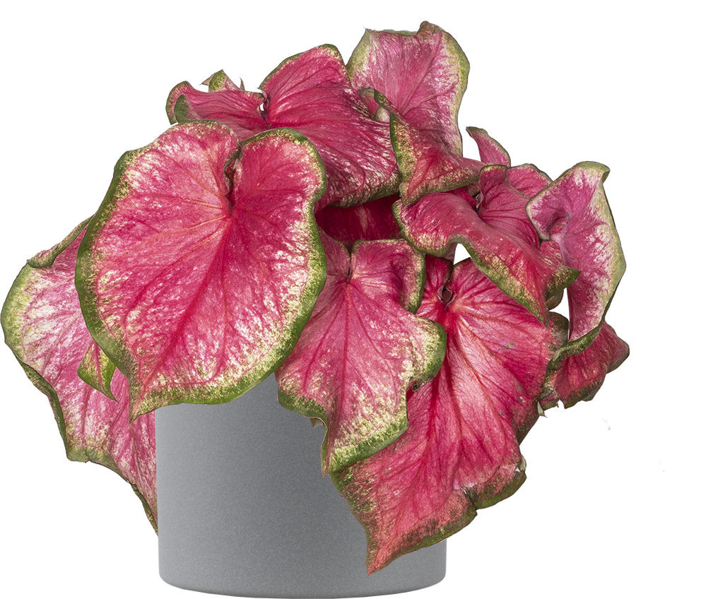Caladium Tickle Me Pink | 12.5" Pot | Houseplant | Plantsome