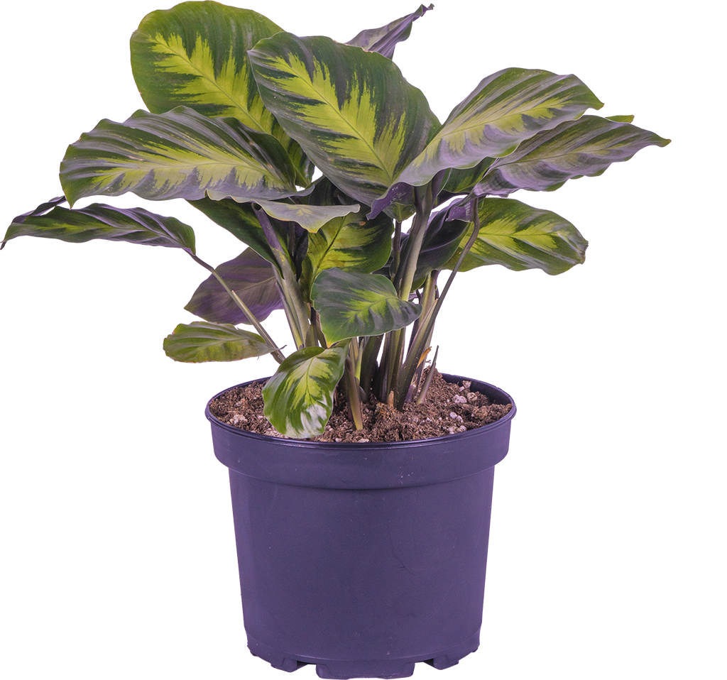 Calathea Misto | 6" Pot | Pet Friendly And Easy Care Houseplant | Plantsome