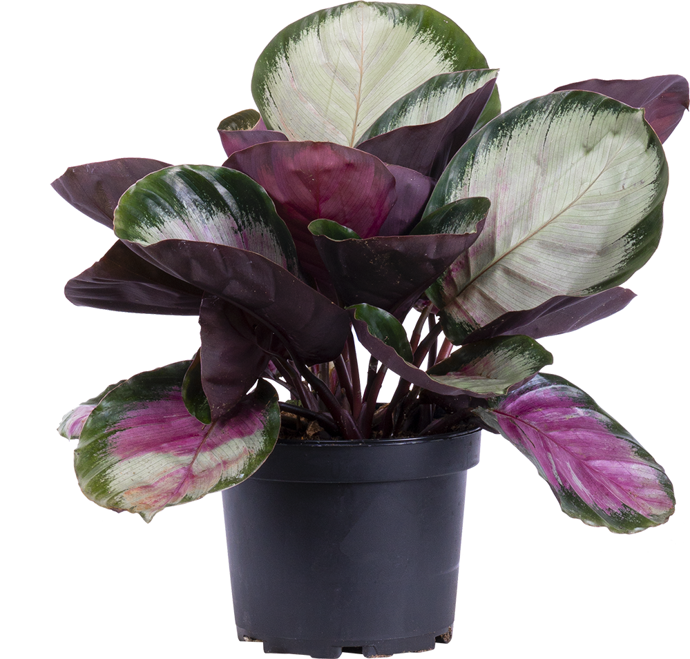 Calathea Roseopicta Corona | 6" Pot | Pet Friendly Houseplant | Plantsome
