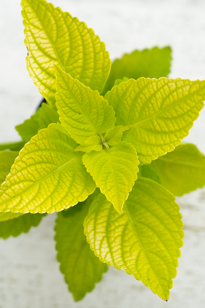 Coleus Chartres Street | 4" Pot | Easy Care Garden Plant | Plantsome