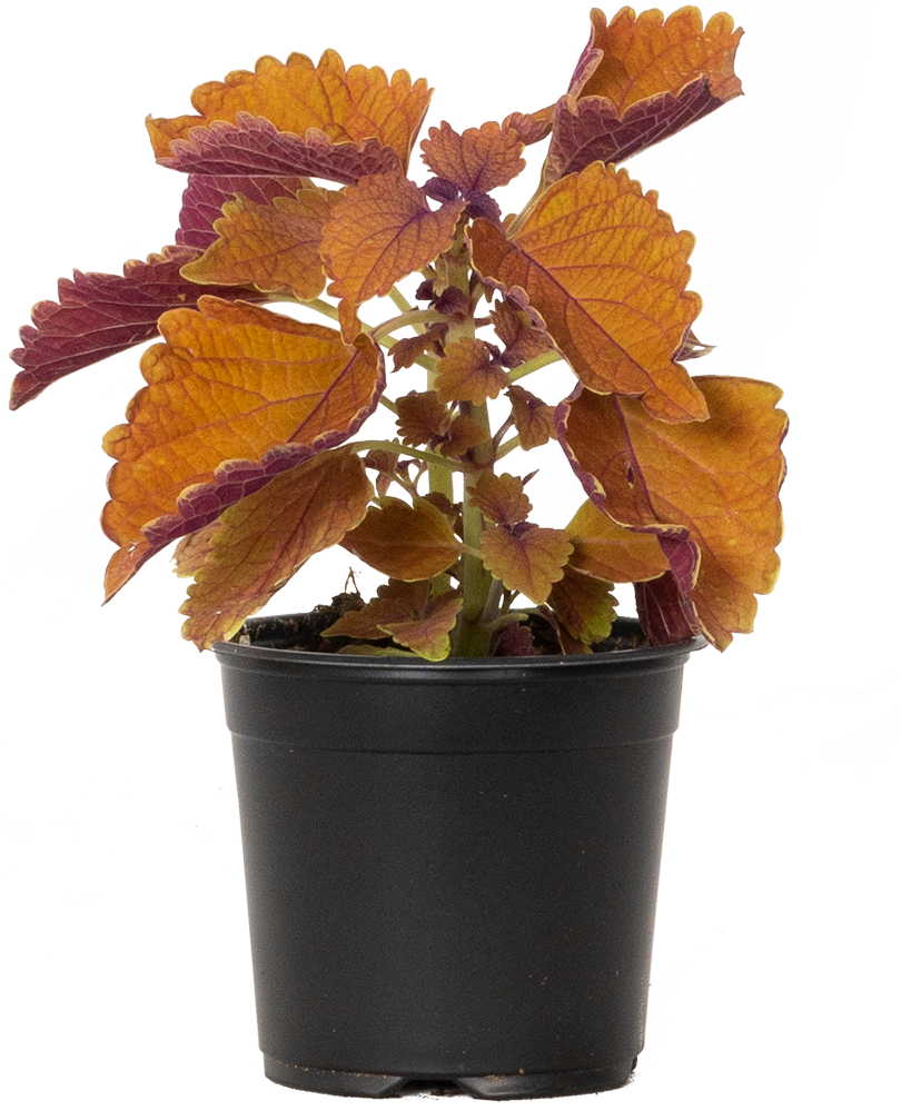Coleus Wall Street | 4" Pot | Easy Care Garden Plant | Plantsome