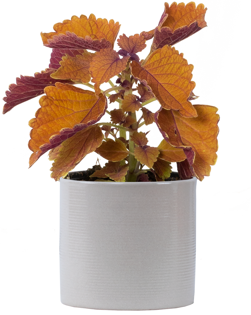 Coleus Wall Street | 4" Pot | Easy Care Garden Plant | Plantsome