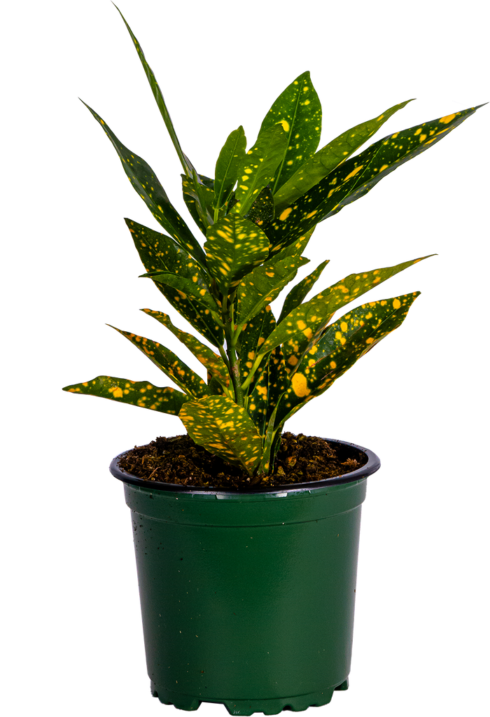 Croton Gold Dust | 4" Pot | Houseplant | Plantsome