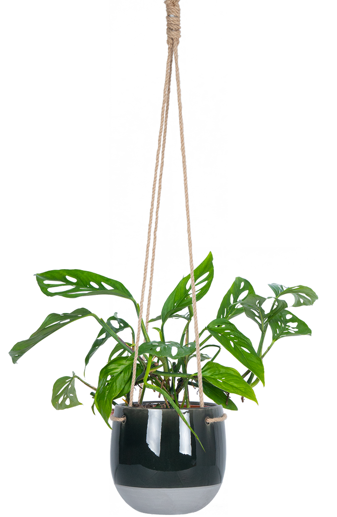 Monstera Adansonii | Monkey Mask Swiss Cheese Plant | 6" Pot | Easy ...
