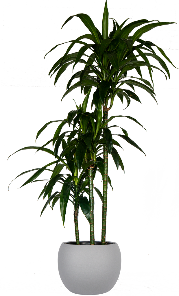 Dracaena Deremensis | Lisa Cane | 22.5" Pot | Easy Care Houseplant ...