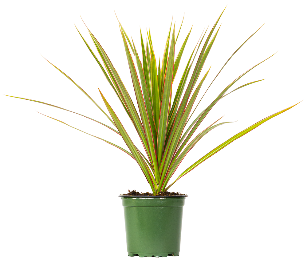 Dracaena Marginata Tricolor | Dragon Tree | 4" Pot | Easy Care ...