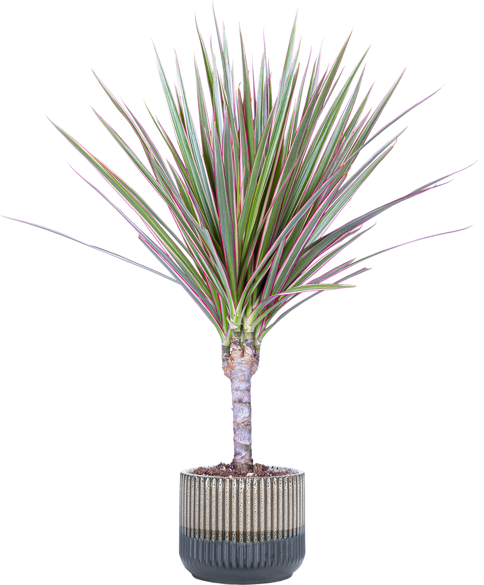 Dracaena Marginata Tricolor on Cane | Dragon Tree | 4" Pot | Easy Care ...
