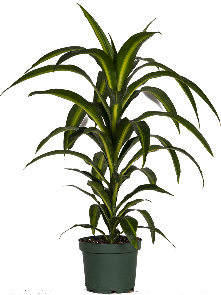 Dracaena Hawaiian Sunshine Bush | 8" Pot | Easy Care Houseplant | Plantsome