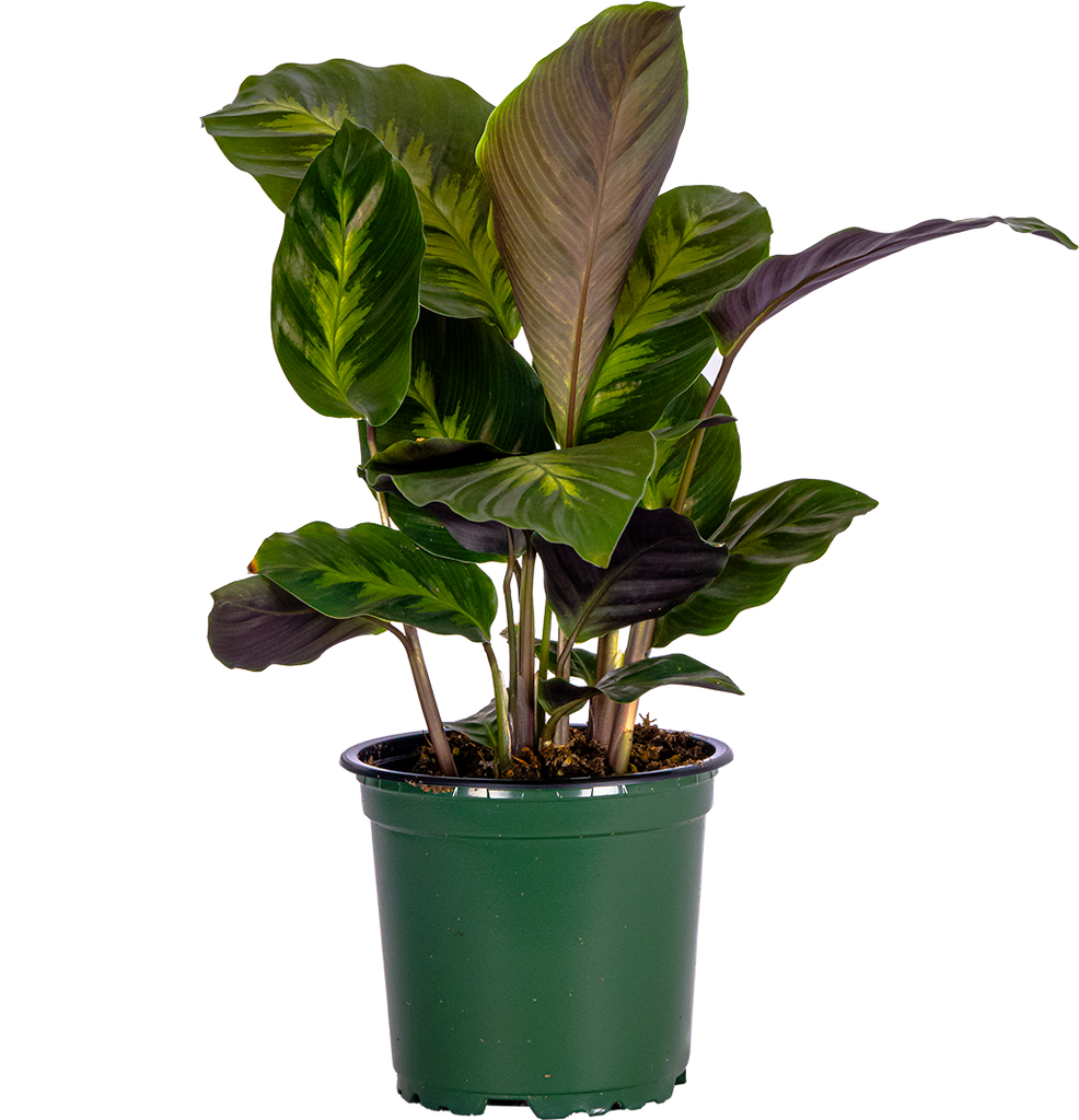Calathea Misto | 4" Pot | Pet Friendly And Easy Care Houseplant | Plantsome