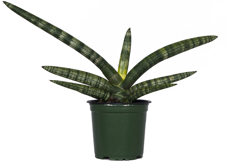 Sansevieria Boncel | Snake Plant | 4" Pot | Easy Care Houseplant ...