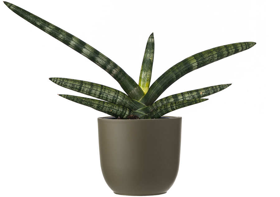 Sansevieria Boncel | Snake Plant | 4" Pot | Easy Care Houseplant ...