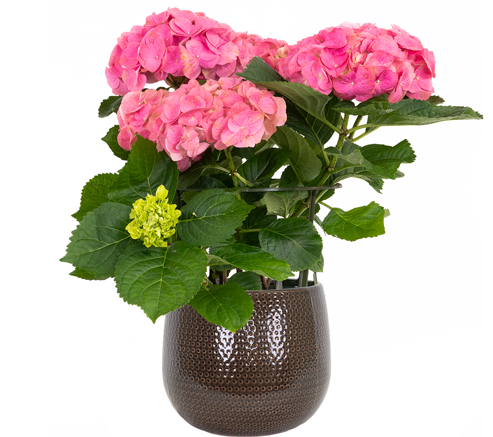 Hydrangea Macrophylla Pink | Mophead Hydrangea | 8" Pot | Easy Care ...