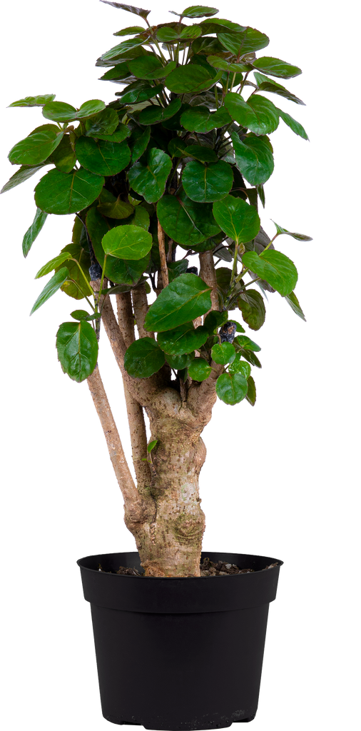 Polyscias Fabian | Aralia stump | 6" Pot | Houseplant | Plantsome