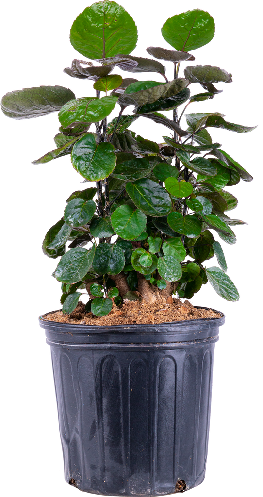 Polyscias Fabian | Aralia Stump | 10" Pot | Houseplant | Plantsome