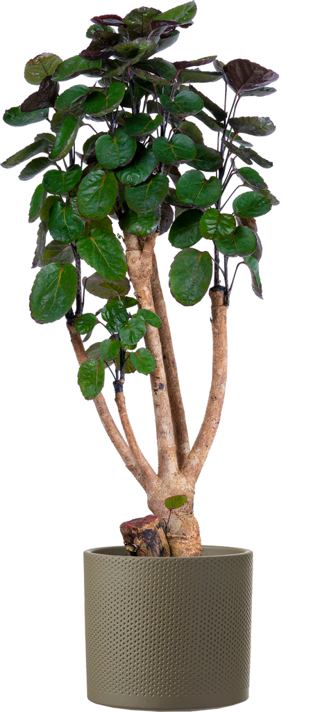 Polyscias Fabian | Aralia stump | 8" Pot | Houseplant | Plantsome