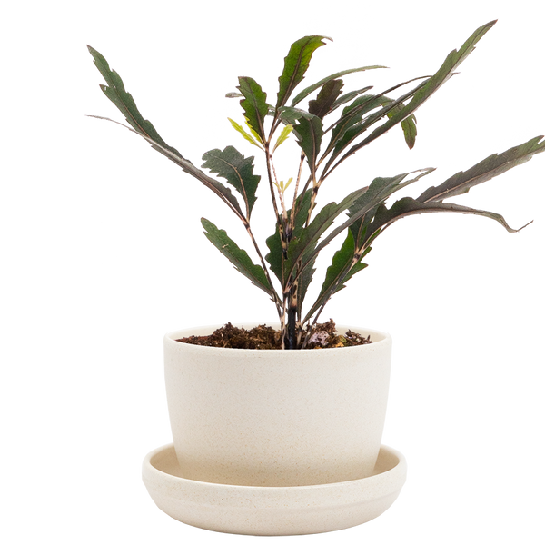 false aralia varieties