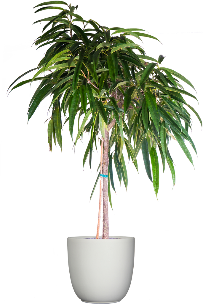 Ficus Amstel | Alii | 10" Pot | Houseplant | Plantsome