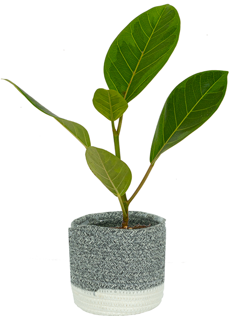 Ficus Altissima | Council Tree | 4" Pot | Houseplant | Plantsome