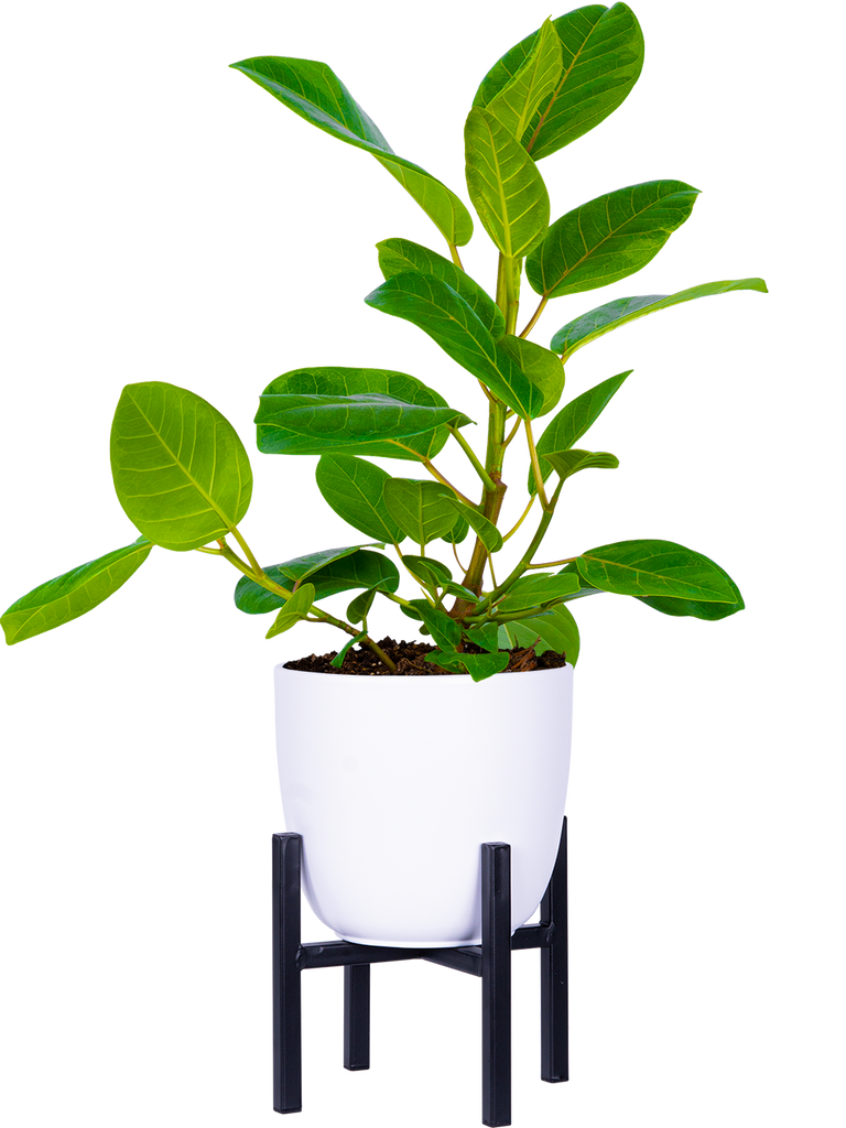 Ficus Altissima | Council Tree | 6" Pot | Houseplant | Plantsome