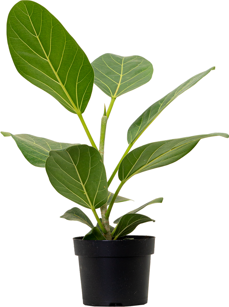 Ficus Benghalensis | Audrey | 4" Pot | Houseplant | Plantsome