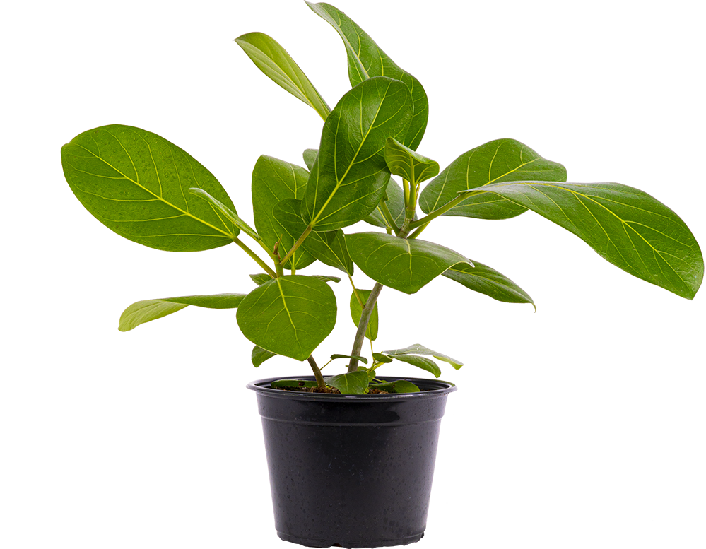 Ficus Benghalensis | Audrey | 6" Pot | Houseplant | Plantsome