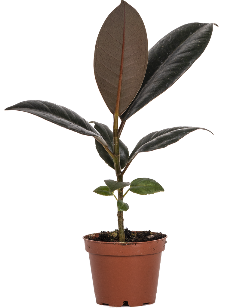 Ficus Burgundy | Rubber Tree | 2.5" Pot | Houseplant | Plantsome