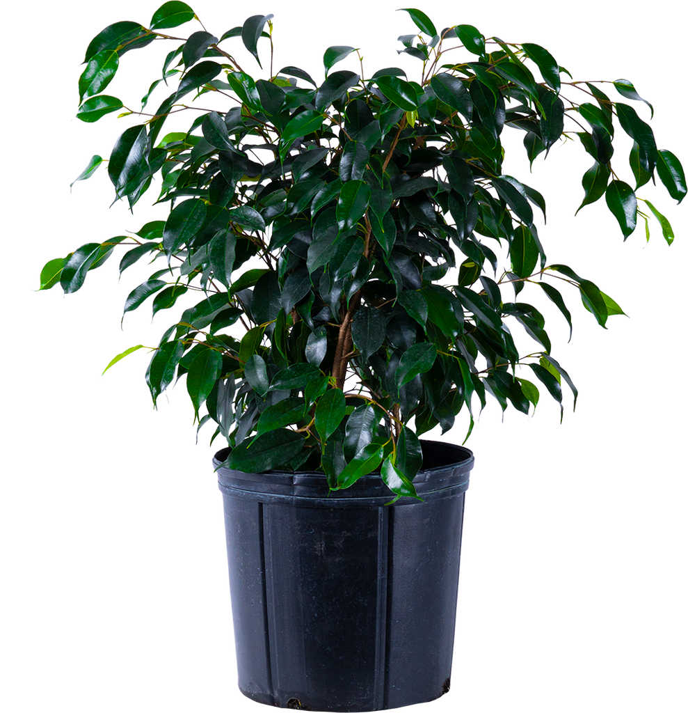 Ficus Benjamina | Weeping Fig Midnight Beauty | 10" Pot | Houseplant ...